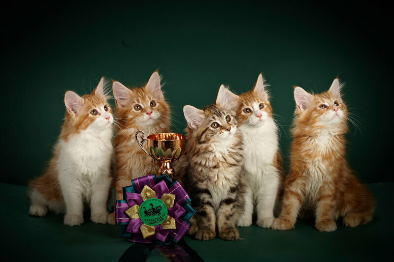 Evcil hayvan yetiştiricileri Semikin Coon, Anapa, foto