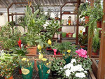Blumenfachgeschäft Steglich (Clara-Zetkin-Straße No:3, Bautzen), çiçek teslimatı  Bautzen'den