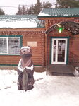 Сытый лис (No:1с1, territoriya 132 kilometr avtodorogi Olonets-Sortavala, Pitkyaranta), restoran  Pitkyaranta'dan