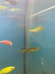 Леопольд & Ко (Pobedy Avenue No:27А), petshop  Vyborg'dan