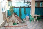 Гостевой дом на Гоголя (ulitsa Gogolya No:137), otel  Anapa'dan