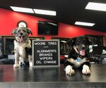 Moore Tires (State of Illinois, Whiteside County), kamyon ve ağır vasıta satış ve servis firmaları  İllinois'dan