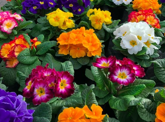 Çiçek teslimatı Blumen Kraft, Baden‑Wurttemberg, foto