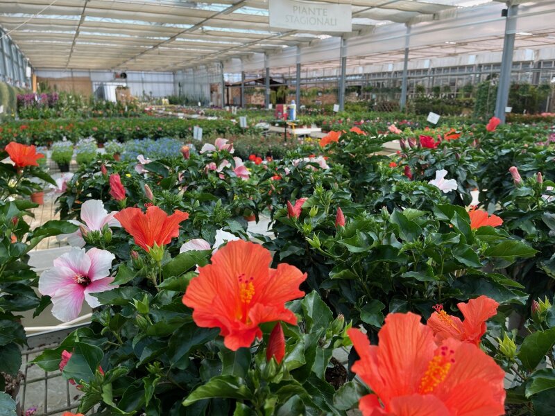 Çiçek teslimatı Nardo' Garden, Puglia, foto