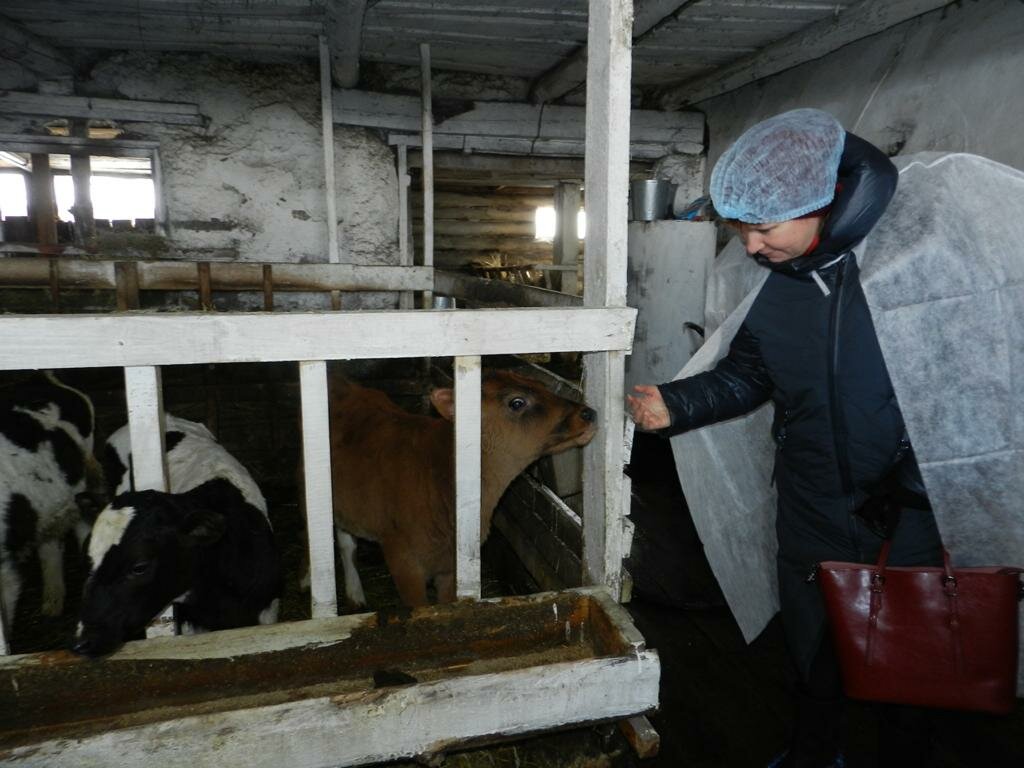 Veteriner klinikleri Gbu Mishkinskaya rayonnaya stantsiya po borbe s boleznyami zhivotnykh, Kurganskaya oblastı, foto