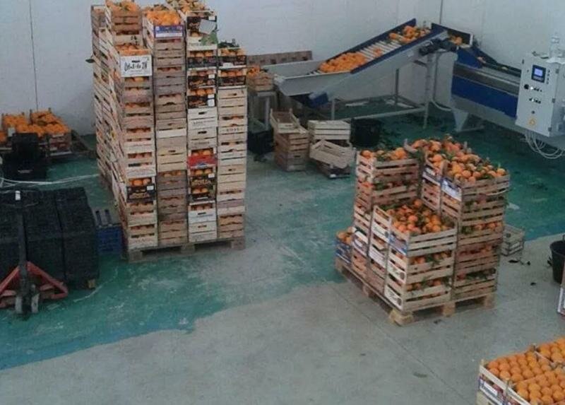 Market Ortofrutta F. lli Piazza, Sicilya, foto