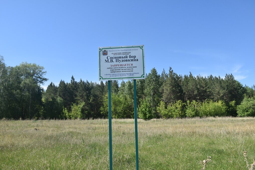 Doğa Сосновый бор М.В. Пудовкина, Orenburgskaya oblastı, foto