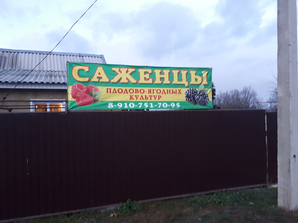 Sera ve bahçe ürünleri Nursery Seedlings Michurinsk Izosimovsky Garden, Tambovskaya oblastı, foto