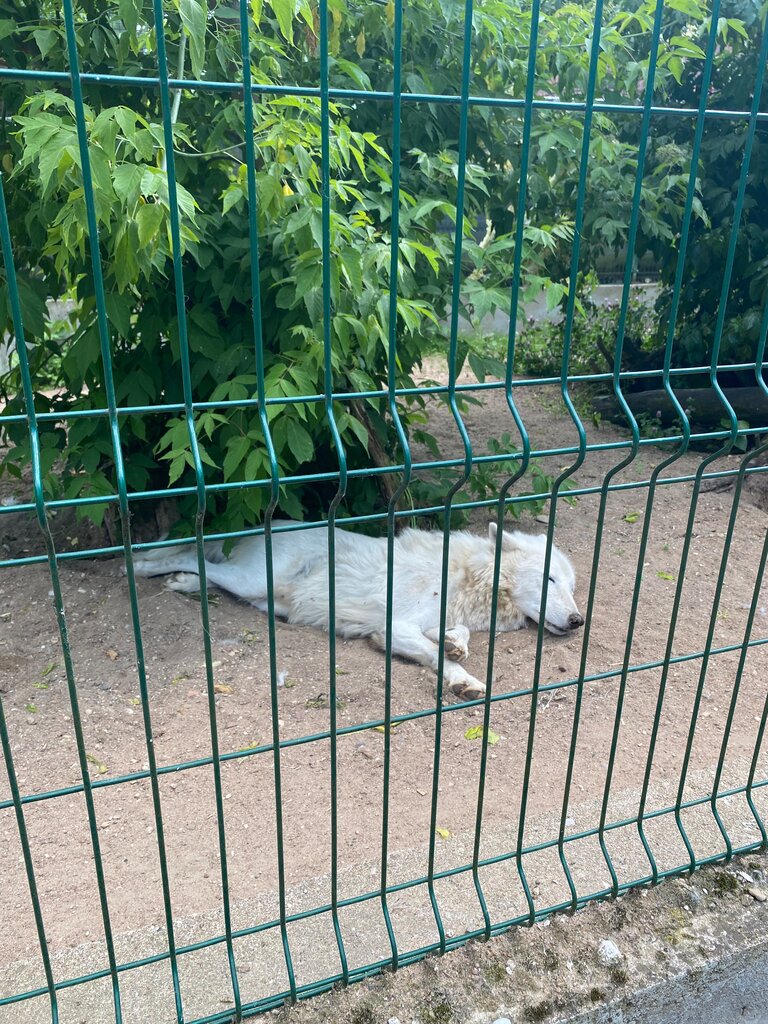 Hayvanat bahçeleri Lithuanian Zoo, Kaunas, foto