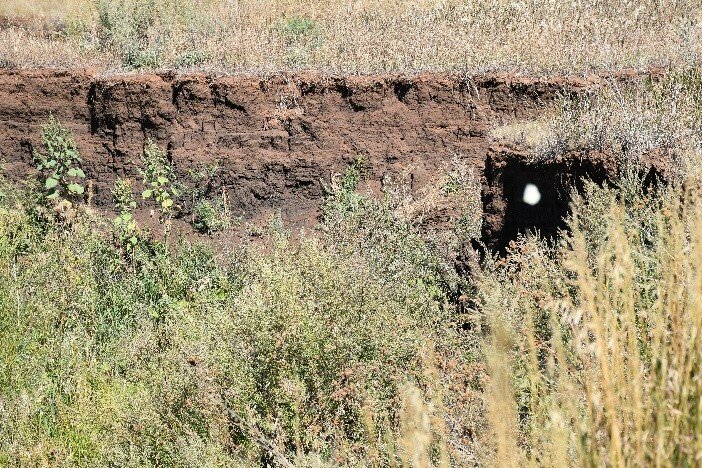 Pınar, çay Растущий родниковый овраг Верхняя Камышка, Orenburgskaya oblastı, foto