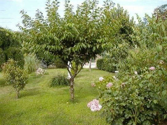 Otomobil servisi Nuova Carrozzeria Sport S. A. S., Piyemonte, foto