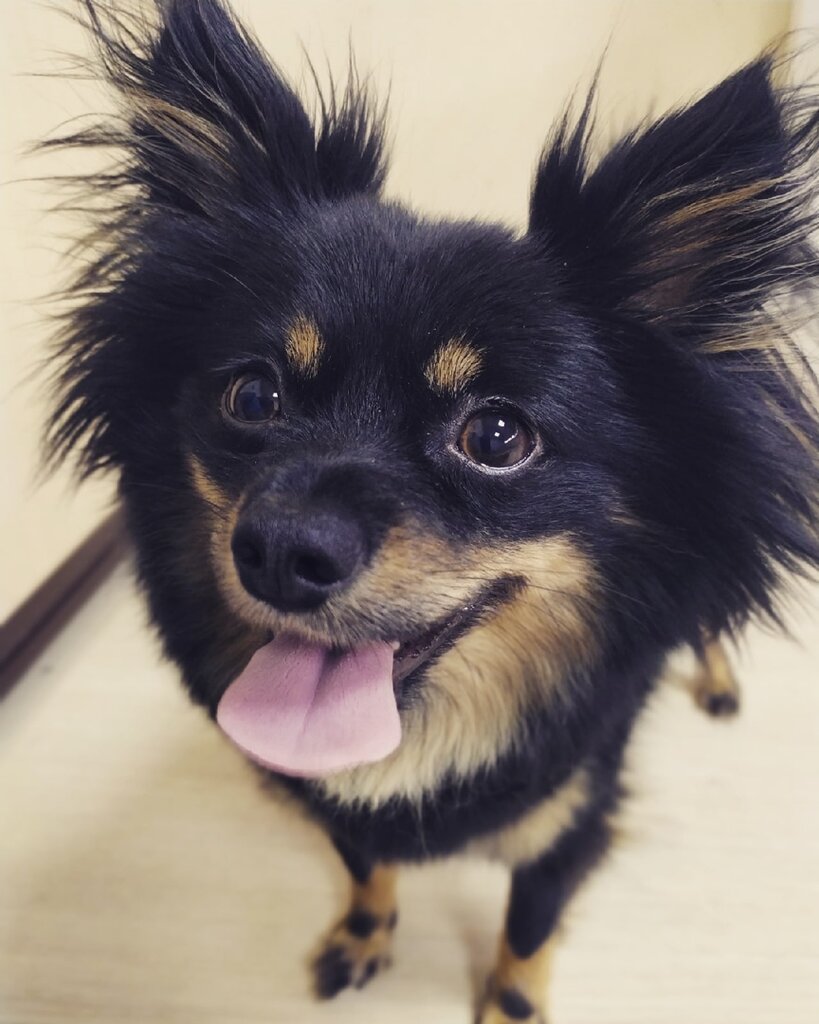 Pet otel LapHotel, Perm, foto