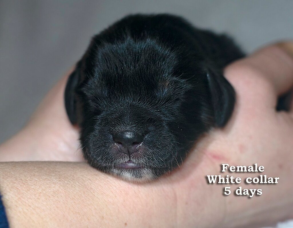 Evcil hayvan yetiştiricileri Tibetan Starwarrior, Brestskaya oblastı, foto
