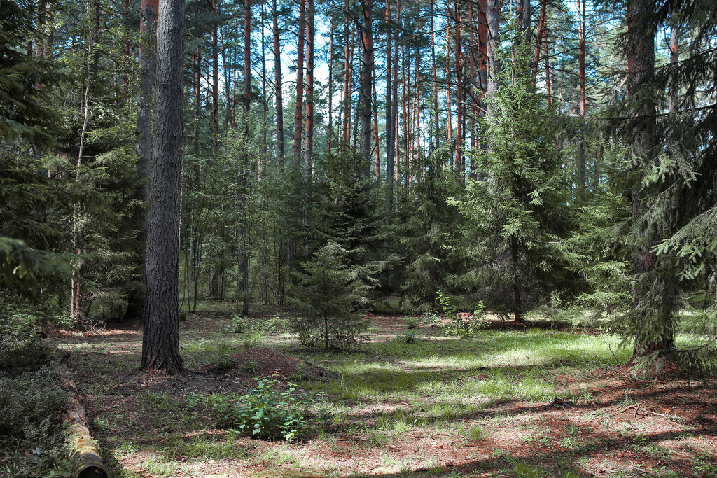 Arazi dizisi Olbovo Lesnoe, Tverskaya oblastı, foto