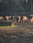 Barış Süt Üretim Tesisi (Kocaeli, Darıca, Piri Reis Mah., Şenol Sok., 4), hayvancılık  Darıca'dan