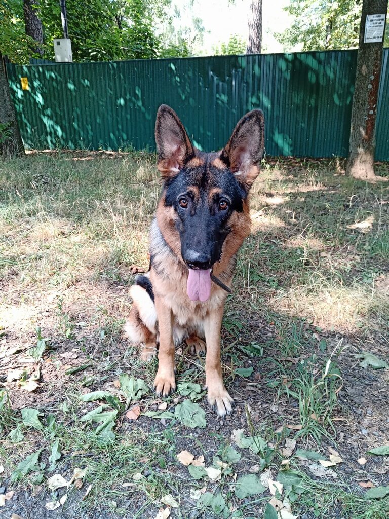 Pet otel Собачья дача, Koroliov, foto