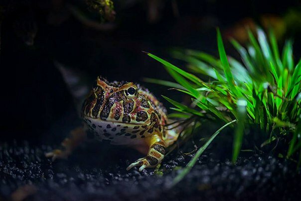 Akvaryumlar Aquamegamall.ru, Moskova, foto