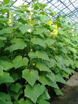 Tarım firmaları Gkfkh Nosachyov D. Yu, İrkutskaya oblastı, foto