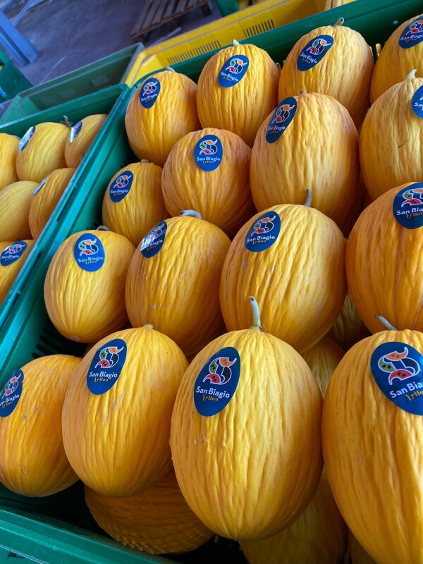 i̇thalat-ihracat firmaları Cooperativa Ortofrutticola San Biagio, Campania, foto