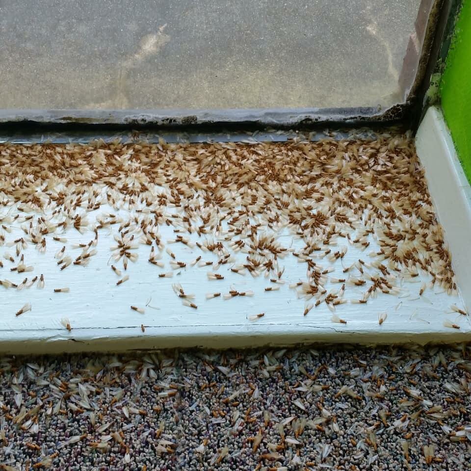 Haşere ilaçlama firmaları 007 Pest & Termite, League City, foto