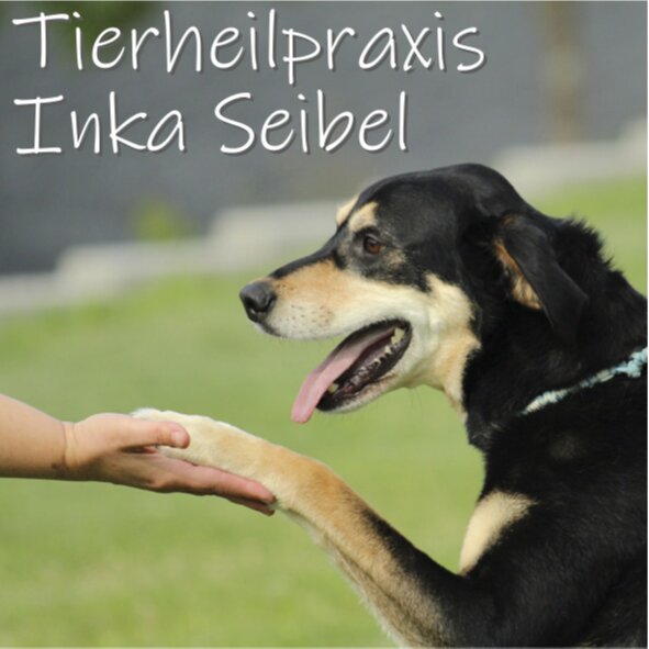 Alternatif tıp merkezleri Tierheilpraxis Inka Seibel, Kuzey Ren‑Vestfalya, foto