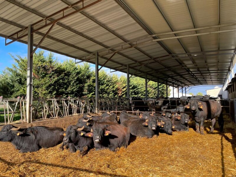 Tarım ürünleri firmaları Azienda Agricola F. lli Palermo, Sicilya, foto