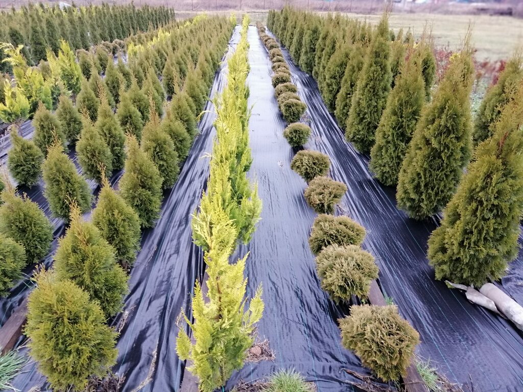 i̇kinci el eşya alımı Komissionnay torgovla, Minskaya oblastı, foto