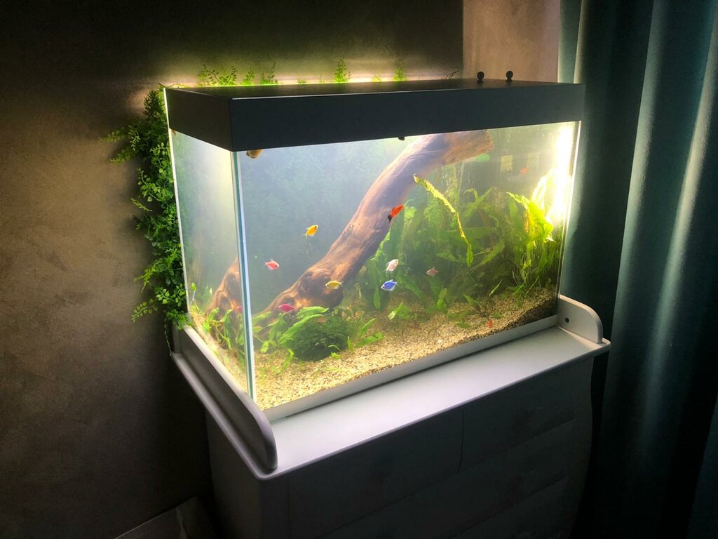 Akvaryumlar Fish House, Krasnodar, foto