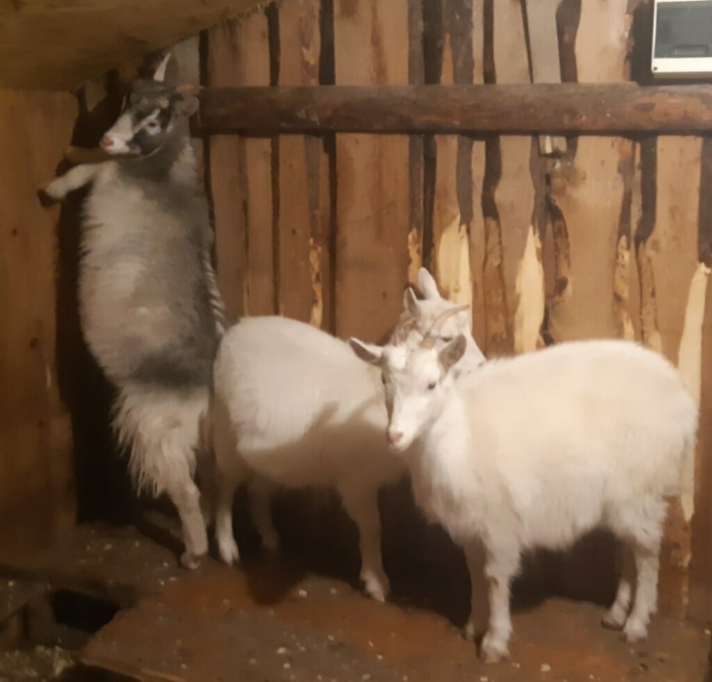 Çocuklar için kutlama organizasyonları Весёлая ферма, Kandalaksha, foto