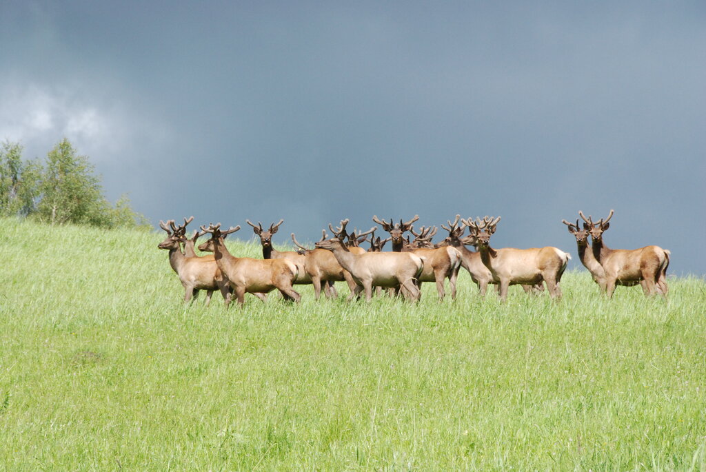 Turistik tesisler Cheremshanka, Altayski krayı, foto