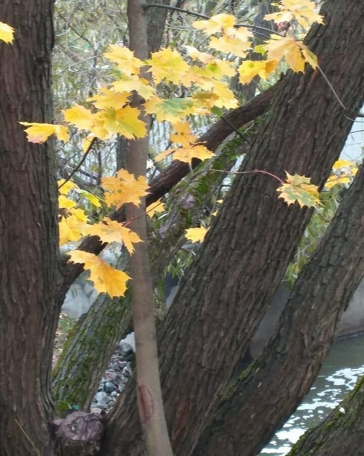Kültür ve eğlence parkları Vilar Botanical Garden, Moskova, foto