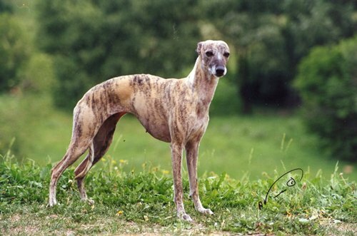 Evcil hayvan yetiştiricileri Volar Blek Shark, Moskova, foto