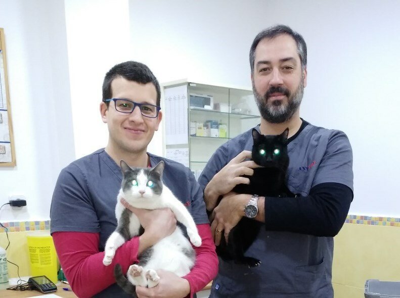Veteriner klinikleri Centro Veterinario Anivet, Madrid, foto