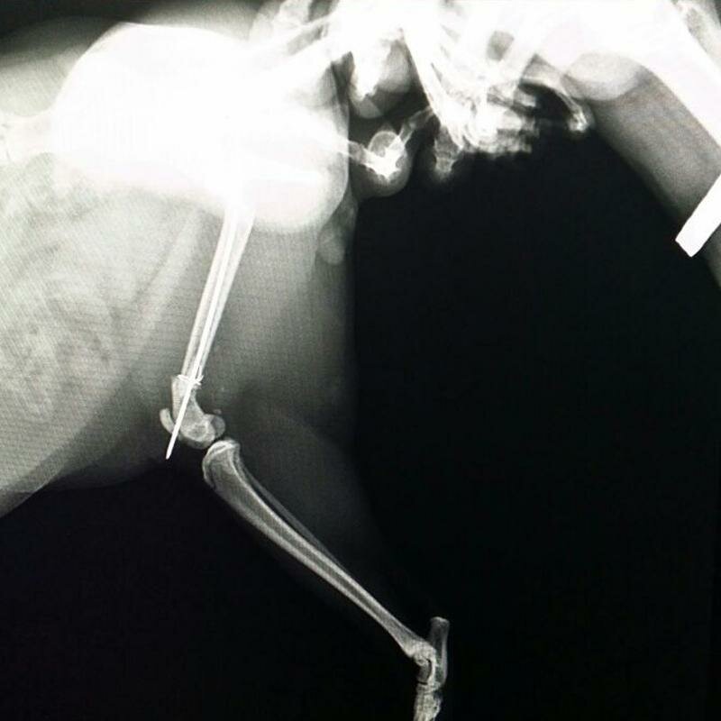 Veteriner klinikleri Ambulatorio Veterinario Cinzia Dott. ssa La Ferla, Sicilya, foto