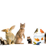 Centro Veterinario Carnovali (Via Carpinoni No:4, Ponteranica, Bergamo), veteriner klinikleri  Bergamo'dan