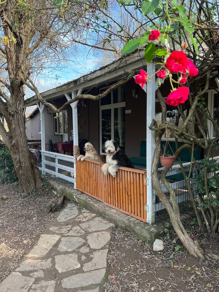 Pet otel Ali Yeşilırmak Dog Academy, İstanbul, foto