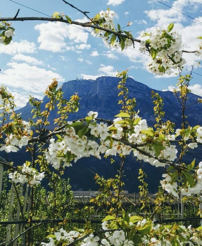 Çiçek teslimatı Vivai Azienda Agricola Vindimian, Trentino‑Alto Adige, foto