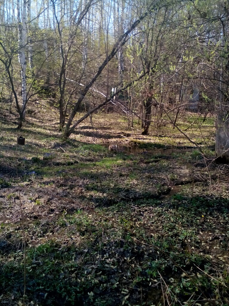 Pınar, çay Spring, stream, Novosibirsk, foto