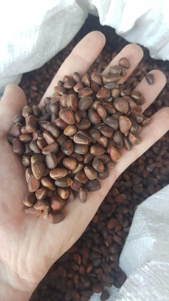 Kuruyemiş, atıştırmalık, kuru meyve Shishki Makushki, Tomsk, foto