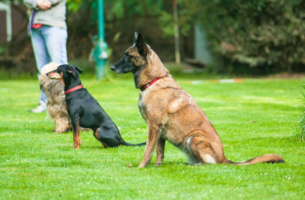 Köpek gezdirme alanları Dog playground, Noginsk, foto