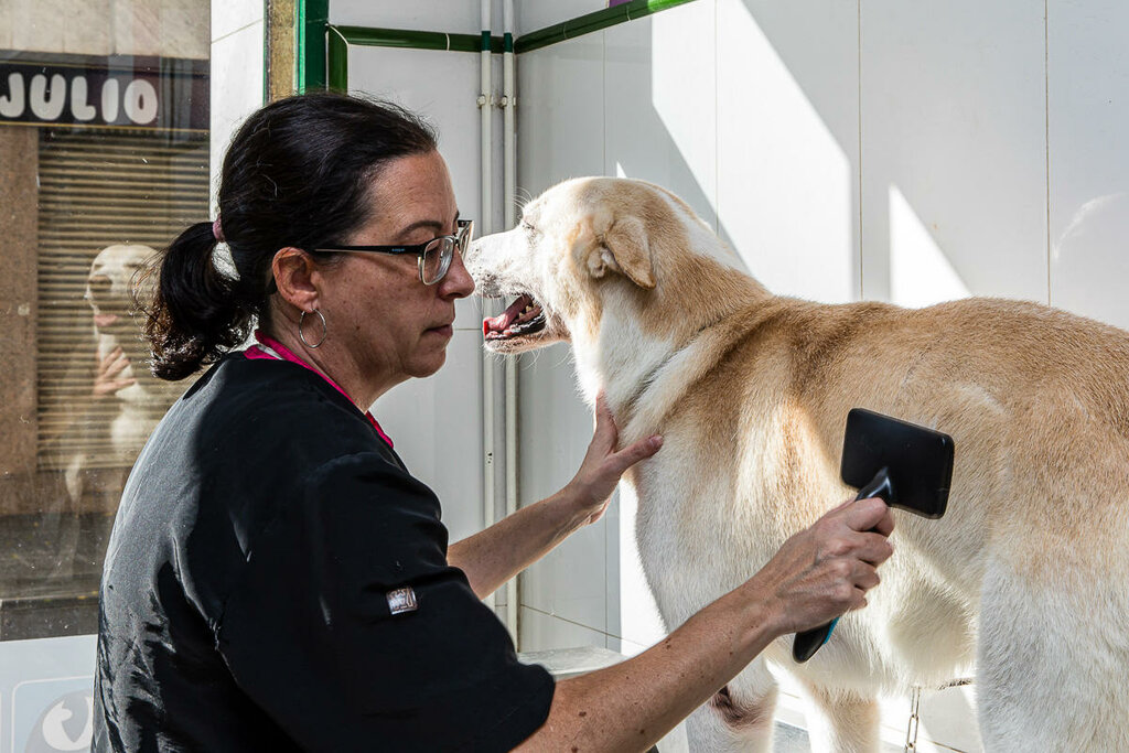 Veteriner klinikleri Dispensari Veterinari Del Vallés, Katalonya, foto