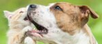 Nuovo Pronto Soccorso Veterinario Carlo Costa (Via Battisti No:7, Ponteranica, Bergamo), veteriner klinikleri  Bergamo'dan