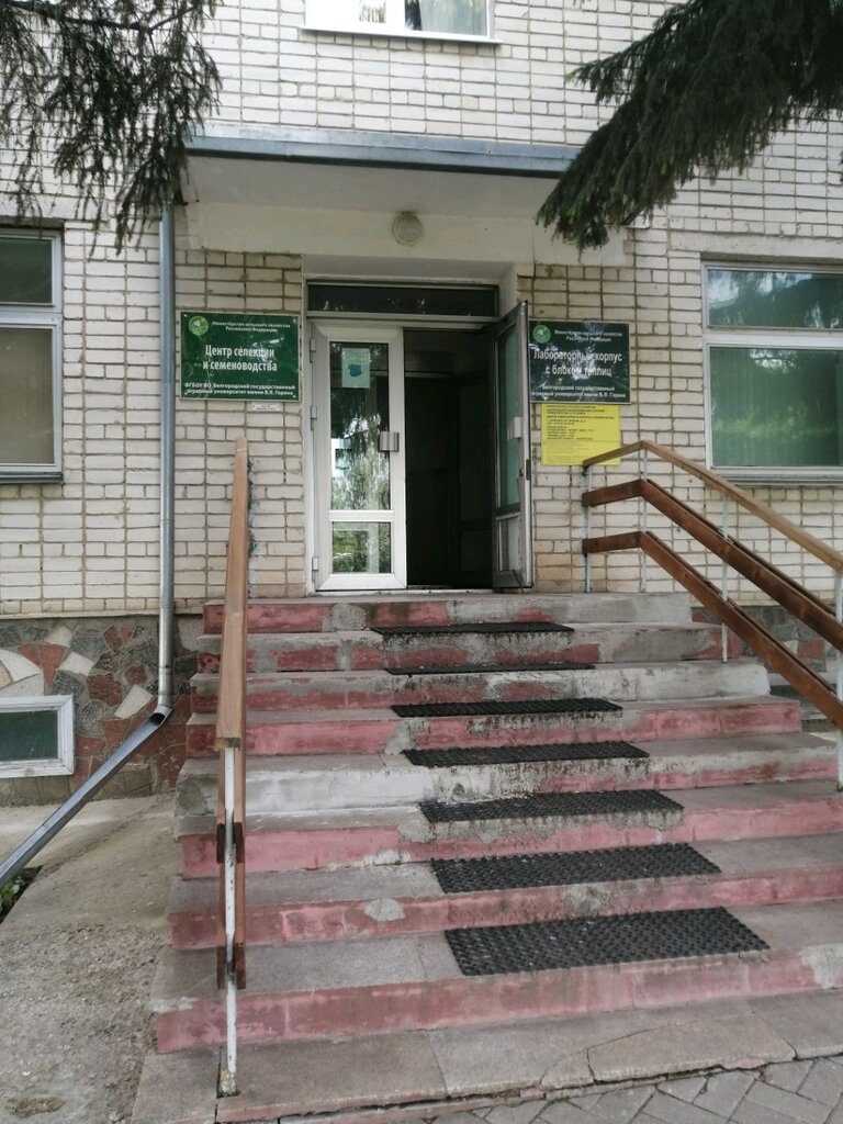 Tohum üretimi Центр селекции и семеноводства, Belgorodskaya oblastı, foto