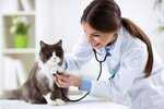 Ambulatorio Veterinario Croce Azzurra (Emilia-Romagna, Parma, Felino, San Michele di Tiorre), veteriner klinikleri  Emilia‑Romagna'dan