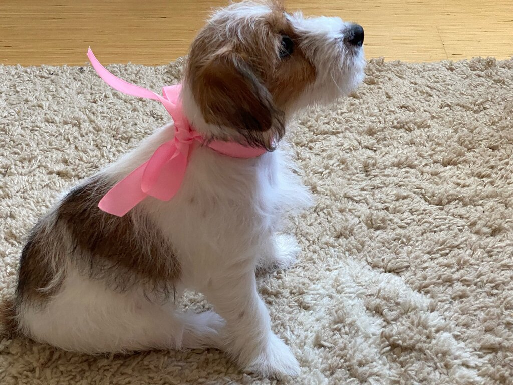 Evcil hayvan yetiştiricileri Jrt Kennel Red Whirl Wind, Moskova, foto