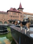 Fortuna Vitae Kennel (Luchevaya ulitsa No:31, rabochiy posyolok Sokolovy), evcil hayvan yetiştiricileri  Saratovskaya oblastından