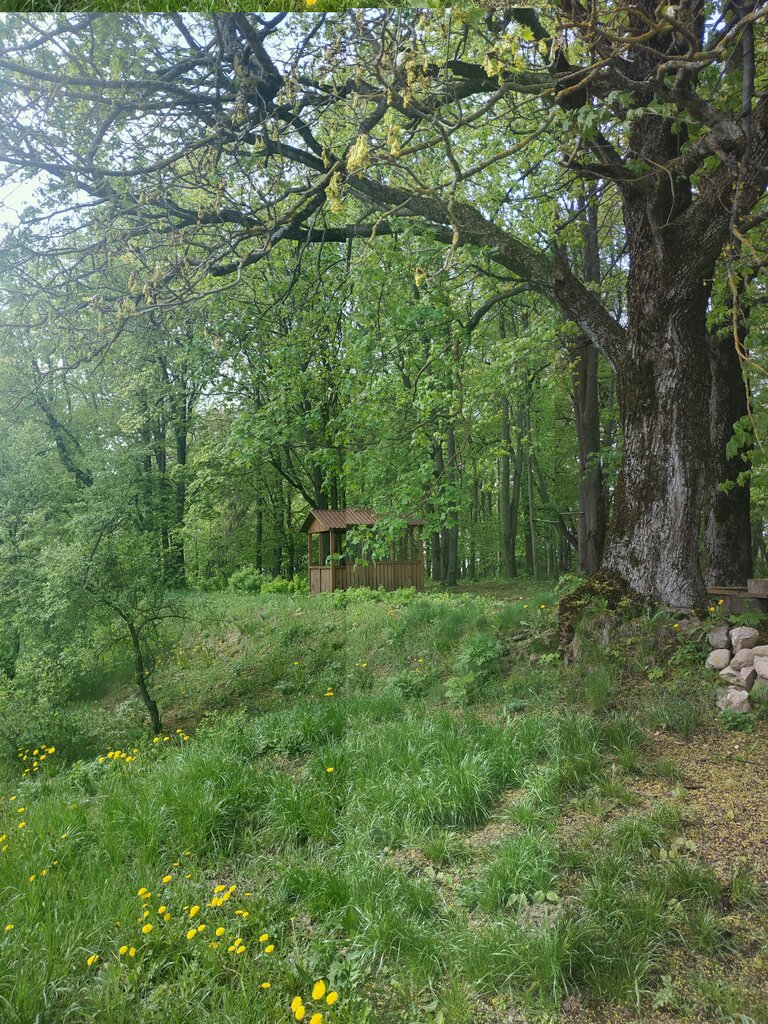 Doğa koruma alanı Natural monument of regional significance Cimkavichy Park, Minskaya oblastı, foto