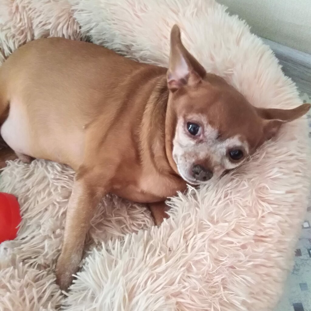 Veteriner klinikleri Любимец, Krasnoyarsk, foto