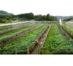 Green Garden Bio (Calabria, Cosenza, Rende), kozmetik ve parfümeri mağazaları  Calabria'dan