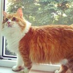 Cito (Ulyanovskaya ulitsa No:5Д), veteriner klinikleri  Saratov'dan